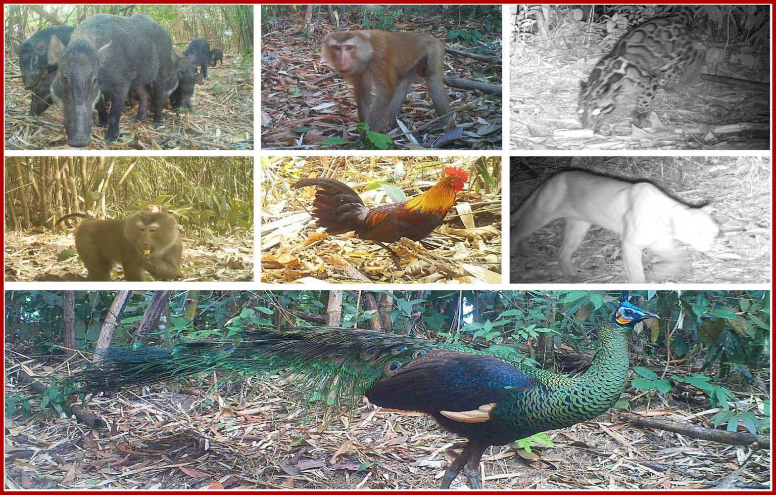 သထုံခရိုင်တွင် ဧကပေါင်းသုံးထောင်ကျော်ရှိ တောရိုင်းတိရစ္ဆာန်ဘေးမဲ့တောတစ်ခု KNU သတ်မှတ် | နိုင ...