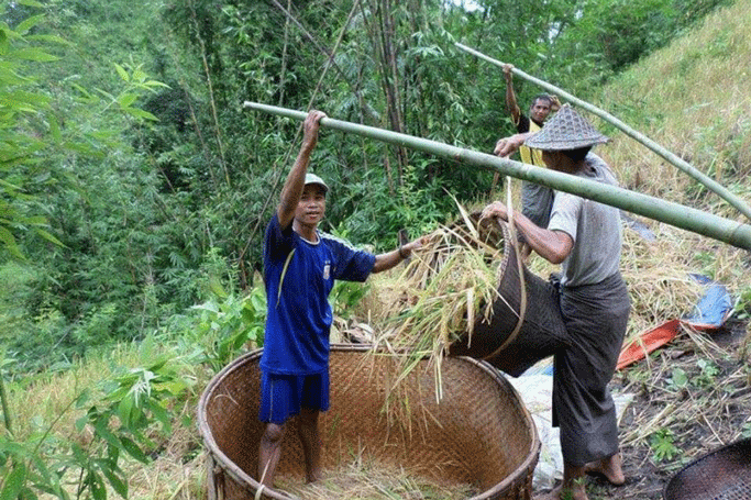 ပလက်ဝမြို့နယ်တွင် တောင်ယာနှင့် သီးနှံစိုက်ခင်းများတွင် ကြွက်ဘေးဒဏ်ခံနေရ နိုင်ငံတကာမြန်မာ့သတင်း