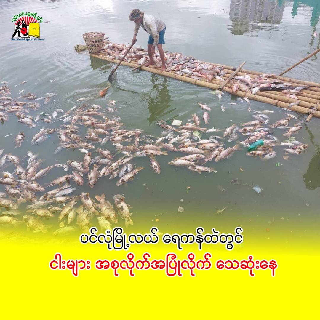 ပင်လုံမြို့လယ် ရေကန်ထဲတွင် ငါးများ အဆိပ်သင့်ကာ အစုလိုက်အပြုံလိုက် သေဆုံးနေ နိုင်ငံတကာမြန်မာ့သတင်း
