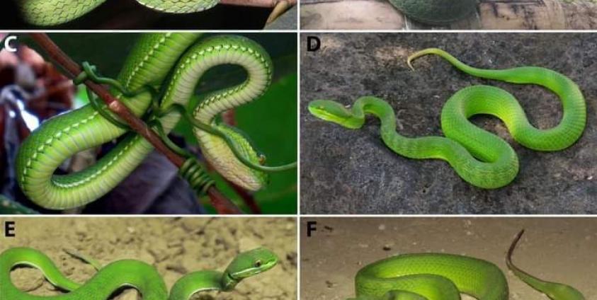A new Snake Species Discovered In Myanmar | Burma News International