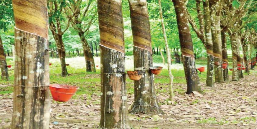 Mon State’s rubber production drops by at least one-third | Burma News ...