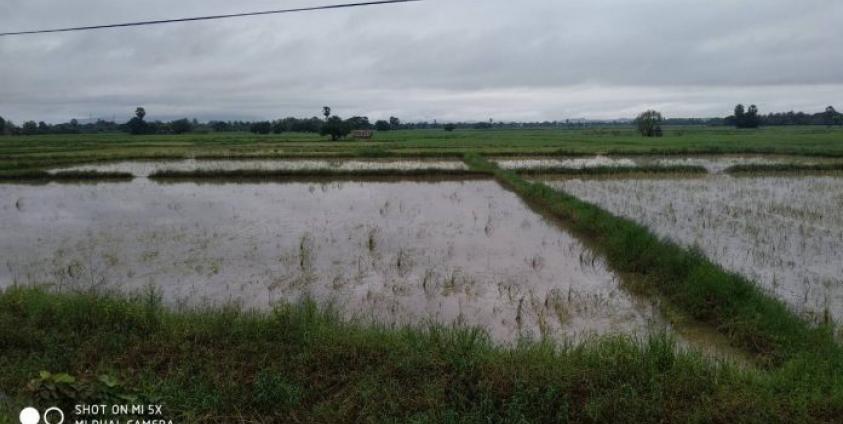 Nearly 500 acres of monsoon paddy fields damaged by flood, snail ...