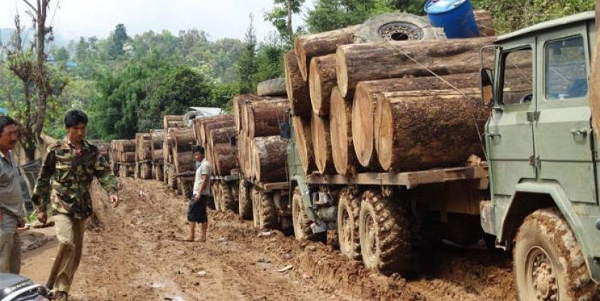 The illicit timber trade from Myanmar to China worth hundreds of ...