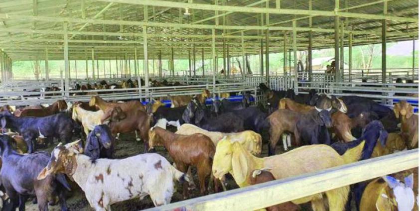 Small-scale livestock farming likely disappears in Mon State | Burma ...