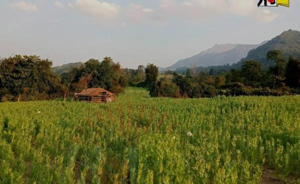 Features | Burma News International