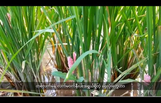 ရာဘာဈေးနှုန်းကျဆင်းနေတဲ့အတွက် ရာဘာစိုက်တောင်သူတွေ ဆက်လက်ရပ်တည်ဖို့ အခက်အခဲတွေနဲ့ရင်ဆိုင်နေရပါတယ